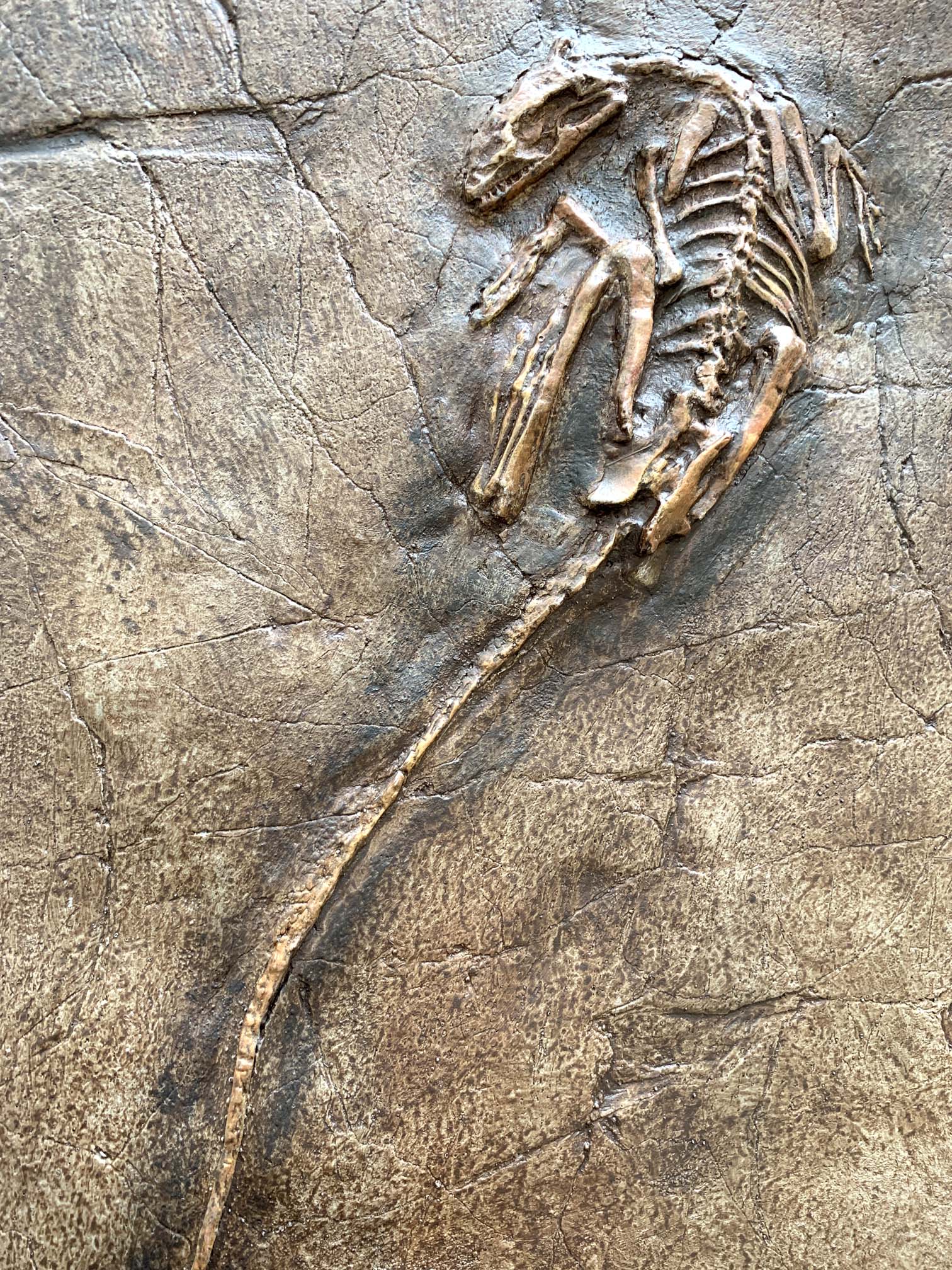 Microraptor Skeleton Restored - COMING SOON – Triassica