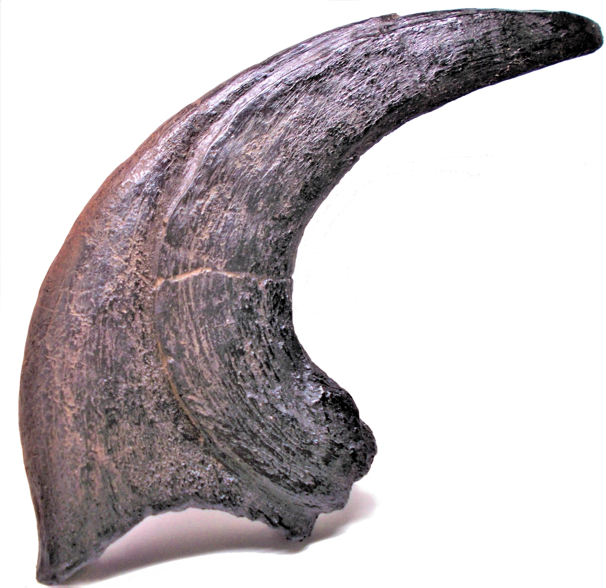 UTAHRAPTOR Claw Replica Fossil by TRIASSICA – Triassica
