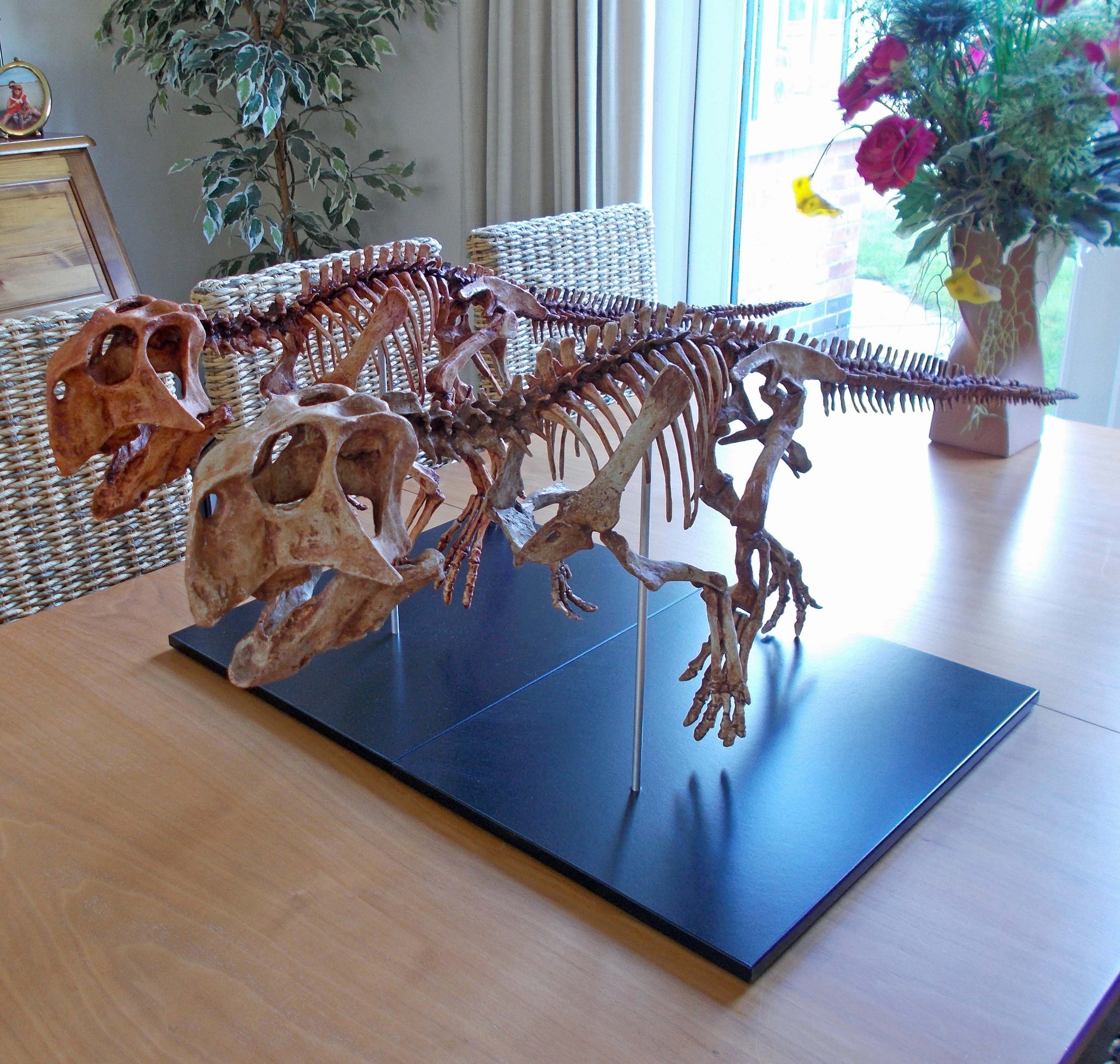 Psittacosaurus Skeleton Replica Fossil – Triassica