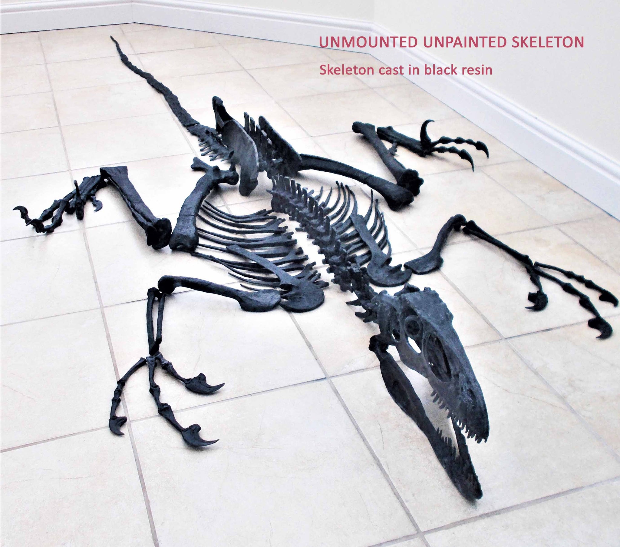 Deinonychus Raptor Skeleton Replica Fossil – Triassica