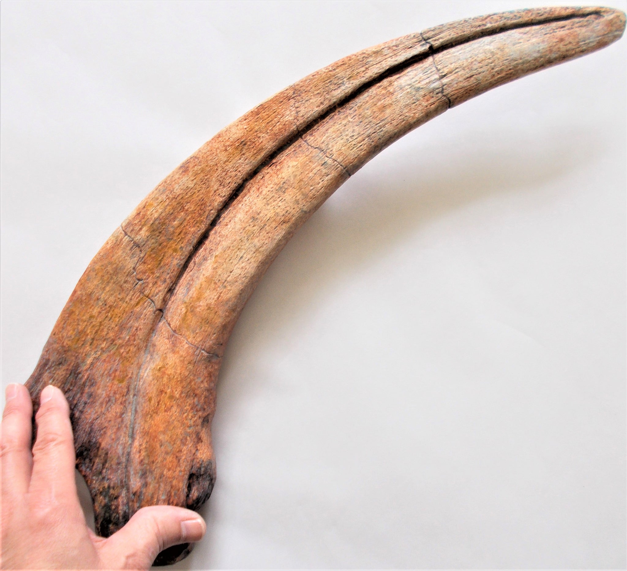 Therizinosaurus Claw Replica Dinosaur LARGE - COMING SOON – Triassica