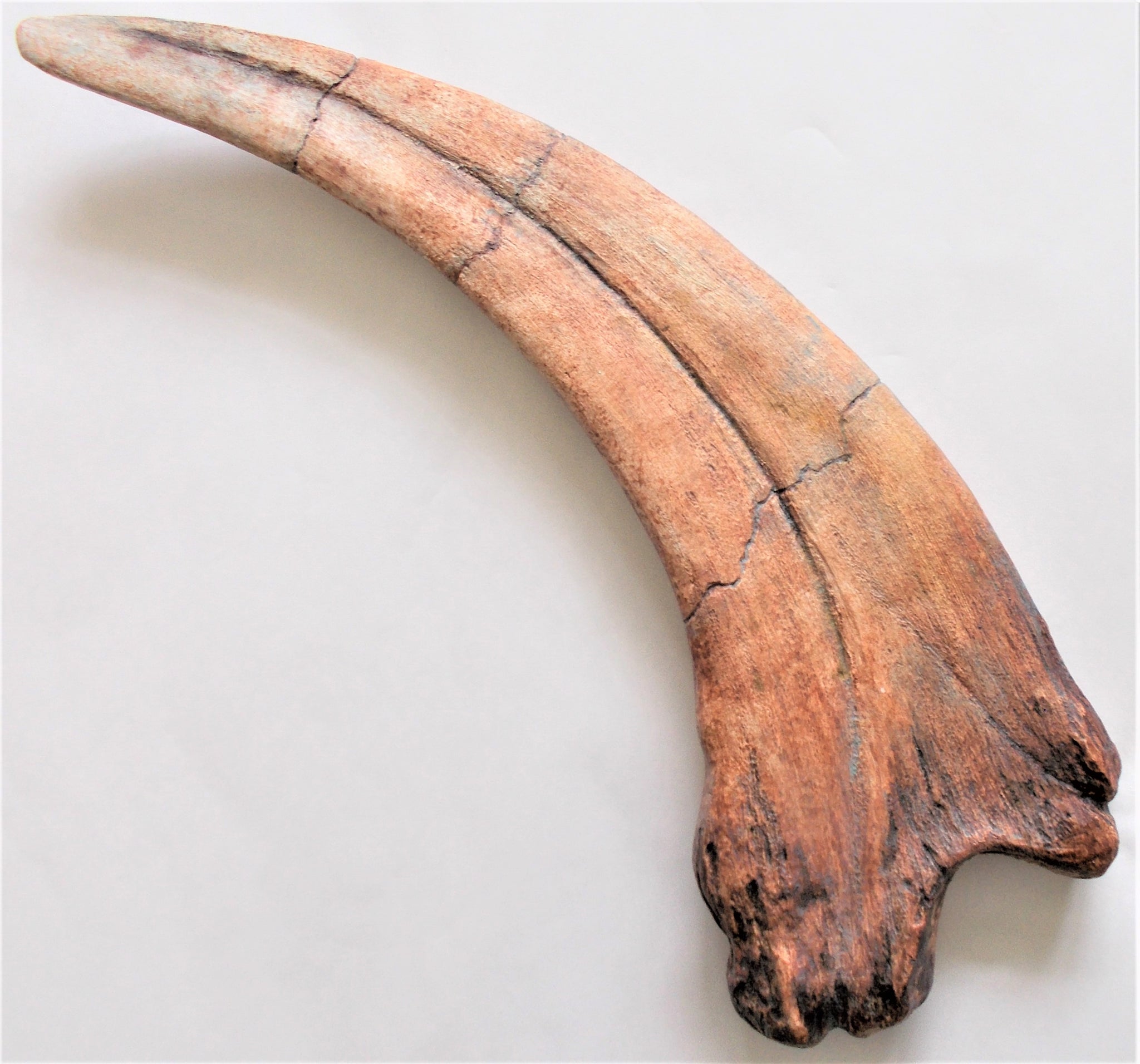 Therizinosaurus Claw Replica Dinosaur LARGE - COMING SOON – Triassica