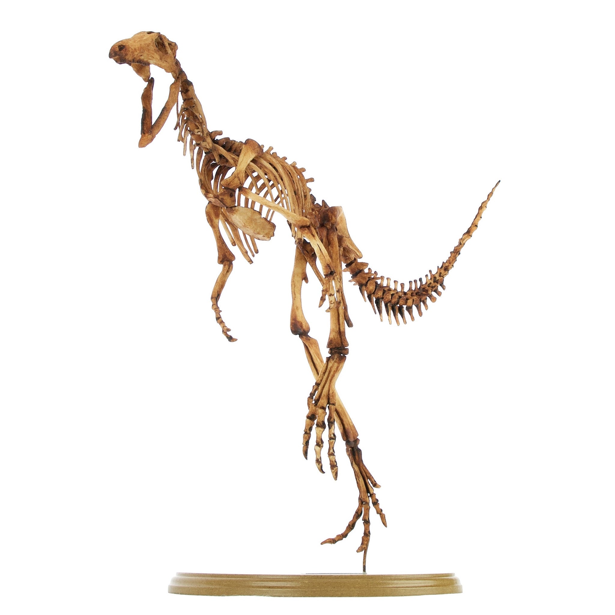 Jeholosaurus Skeleton Replica Fossil – Triassica