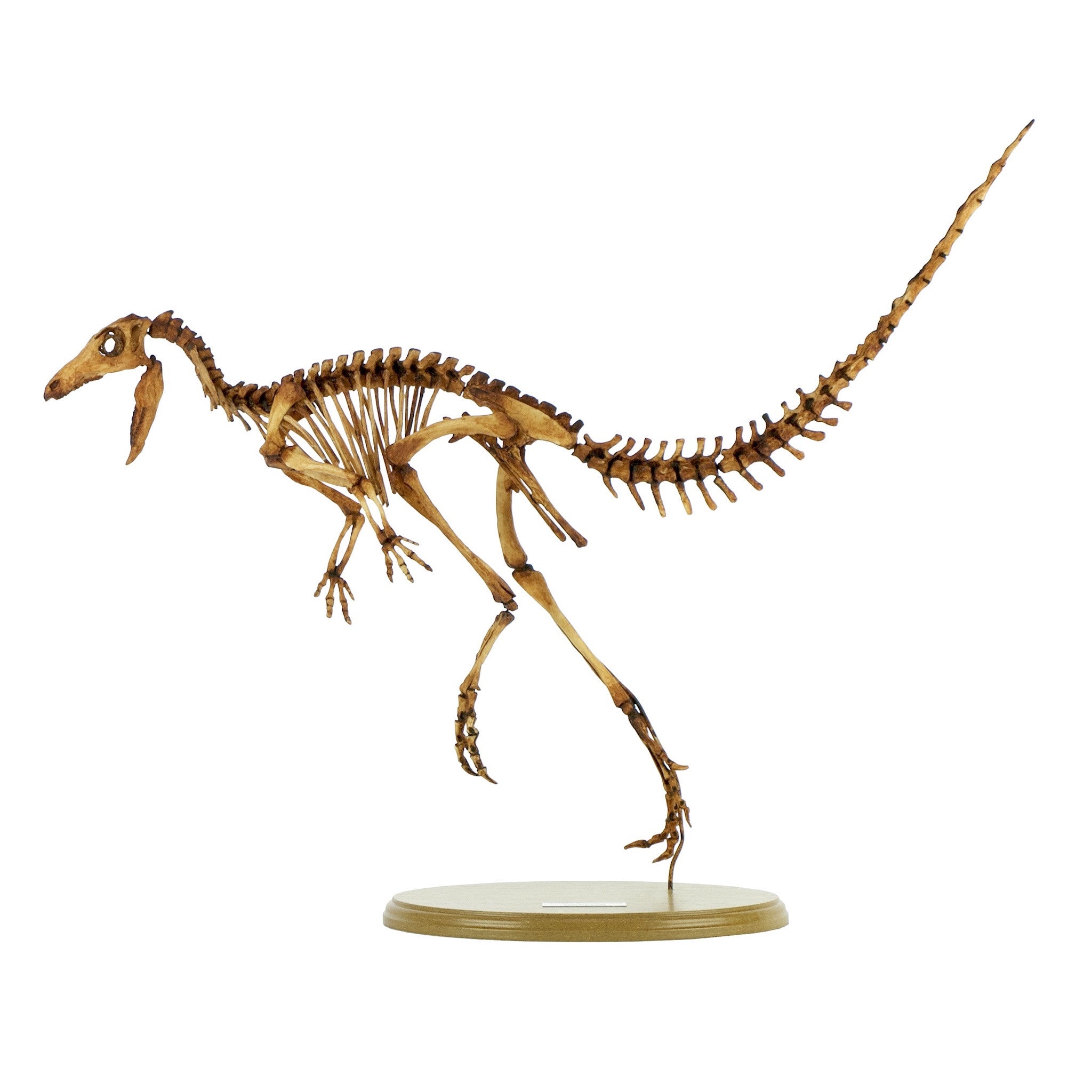 Jeholosaurus Skeleton Replica Fossil – Triassica