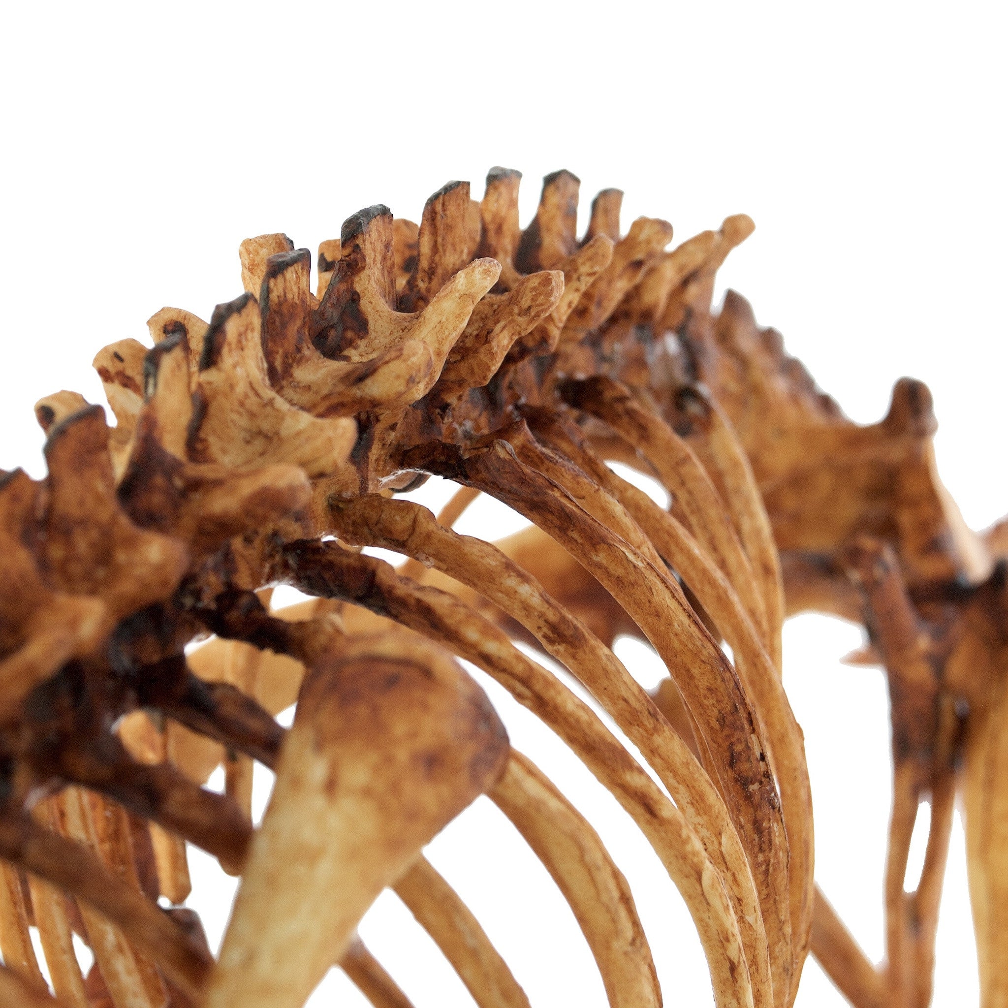 Jeholosaurus Skeleton Replica Fossil – Triassica