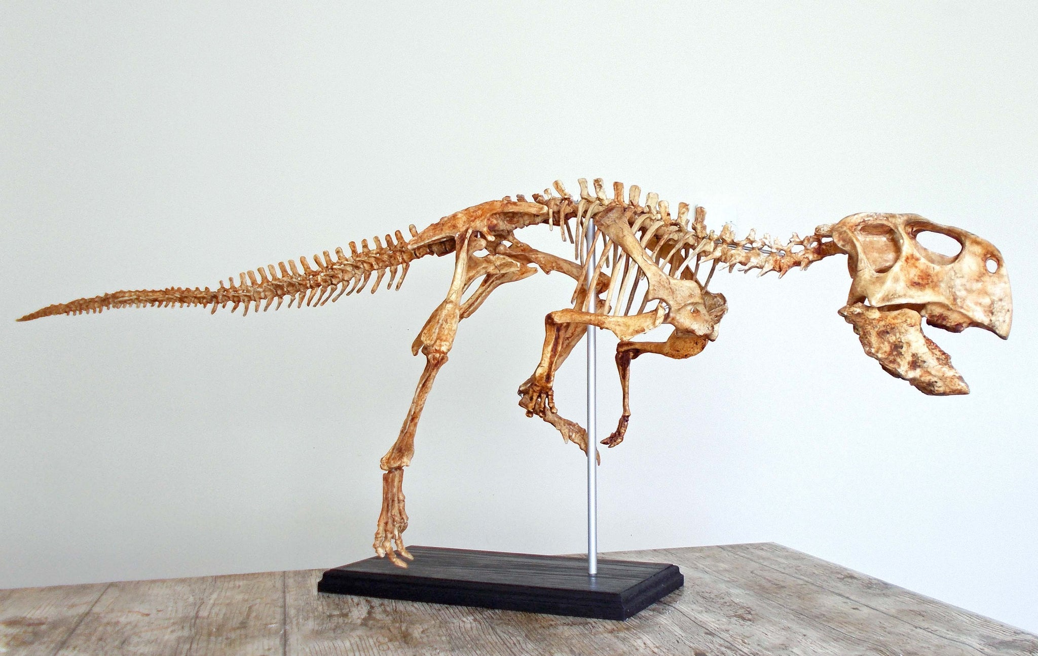Psittacosaurus Skeleton Replica Fossil – Triassica