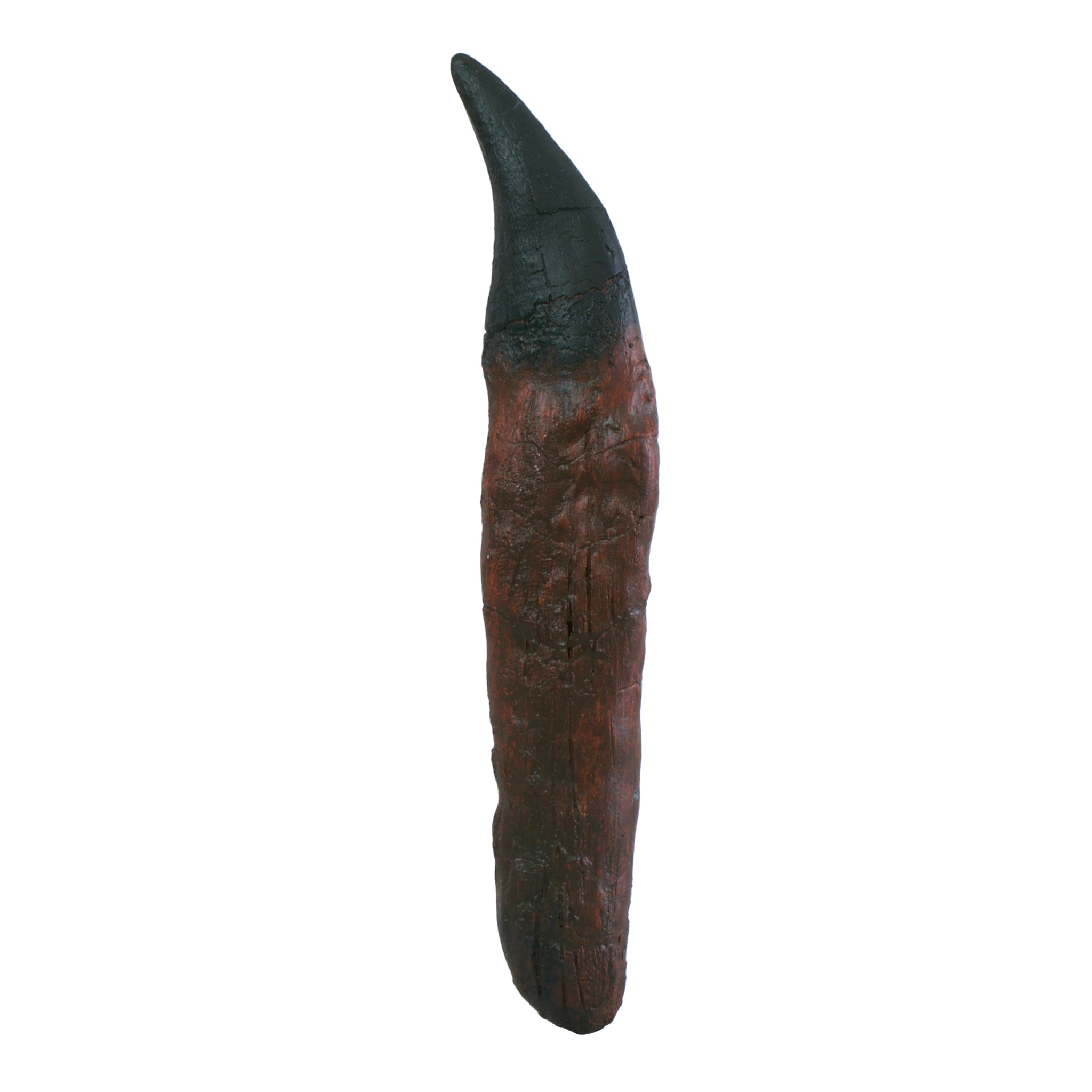 The Biggest T.Rex Tooth Replica – Triassica