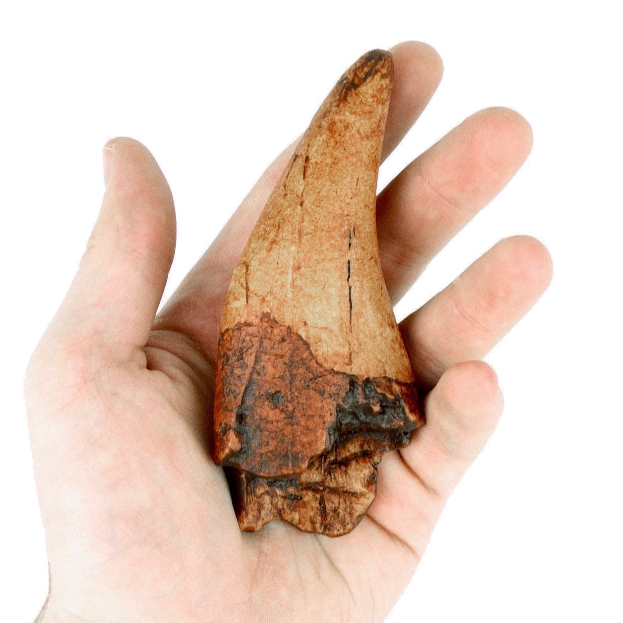T Rex Tooth Replica Fossil by TRIASSICA – Triassica