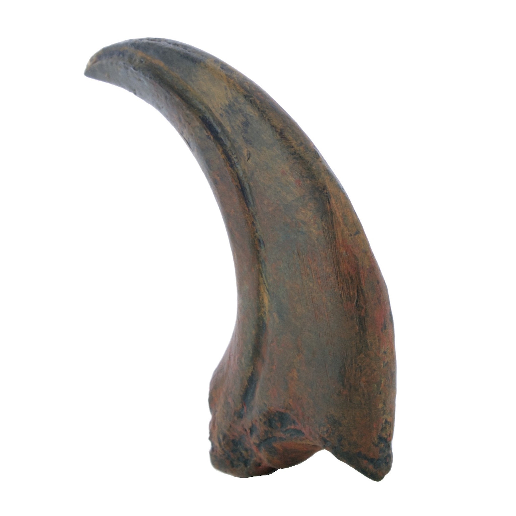 Raptor Claw Replica Dinosaur Fossil TRIASSICA – Triassica